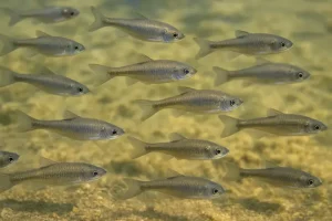 What Is a Swale and How Does It Help Manage Runoff Around Your Pond?